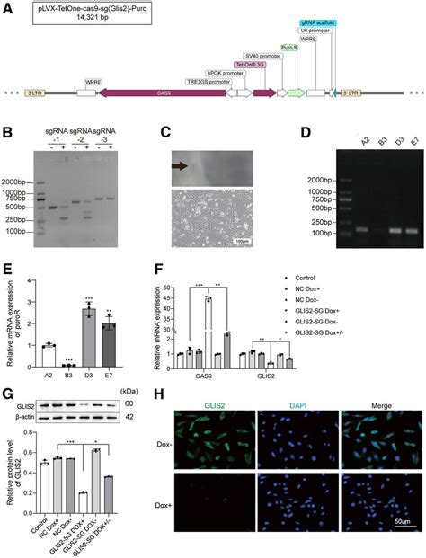 Constructed Glis2 Knockout Cell Line In Hsc Lines A Lentiviral