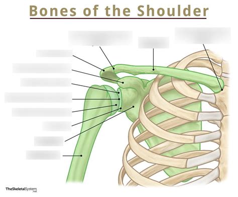 Bones Of The Shoulder Diagram Quizlet