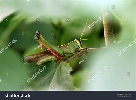 1 Grasshopper Ki Photo 图片、库存照片和矢量图 Shutterstock