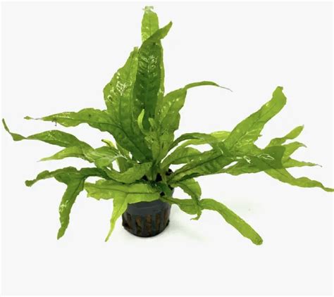 Peces Killis Cuidados Y Mantenimiento Del Pez Killi