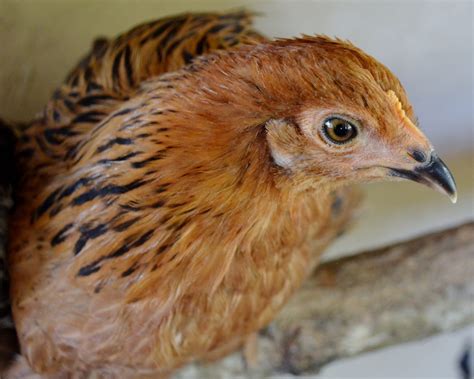 Easter Eggers Sizes And Comb Differences Wpics About 7 Weeks Old