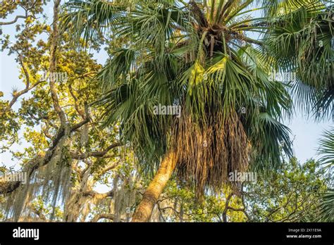 Real Palmetto Tree