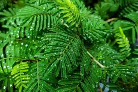 Shami Tree Religious Importance And Astro Benefits Mypandit