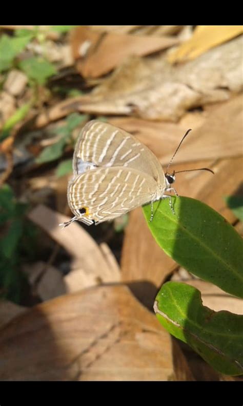 Jamides Celeno Cramer 1775 By Vikhyath Bangera On 23 September 2020