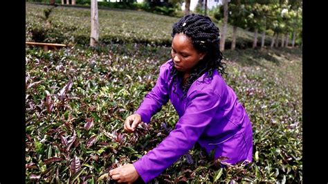 How Kenyan Purple Tea Is Made The Purple Tea Film Youtube