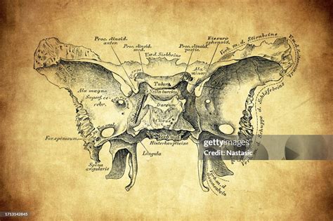 Sphenoid Bone High Res Vector Graphic Getty Images