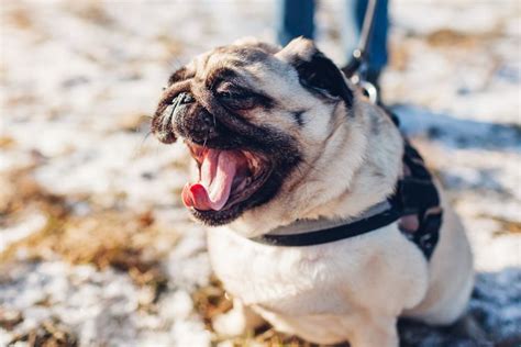 Foto Bukan Kantuk Ini 5 Penyebab Anjing Menguap