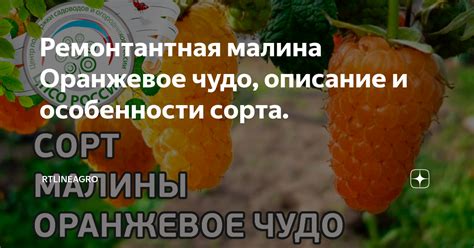 Ремонтантная малина Оранжевое чудо, описание и особенности сорта ...