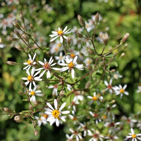 Where To Place Large Leaved Aster In Feng Shui Characteristics
