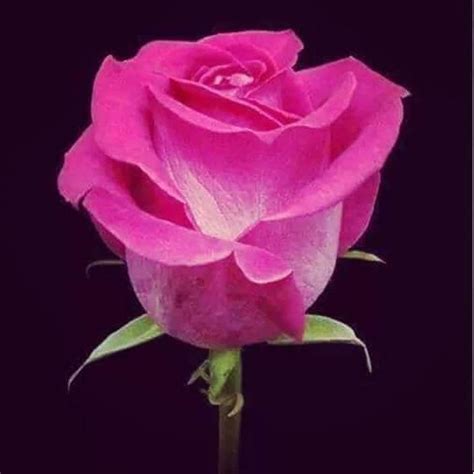 عاشق دلا زورا Aşk Dla Zore Youtube