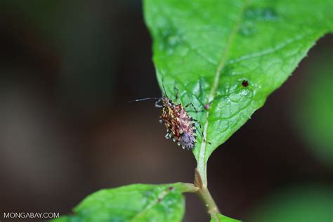 Multi Colored Shield Bug