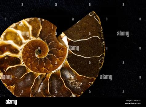 Close Up Of Halve Of An Ammonite Fossil Showing Its Tight Spiral
