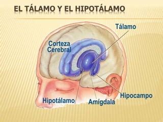 Anatomia Y Fisiologia Del Sistema Nervioso Ppt