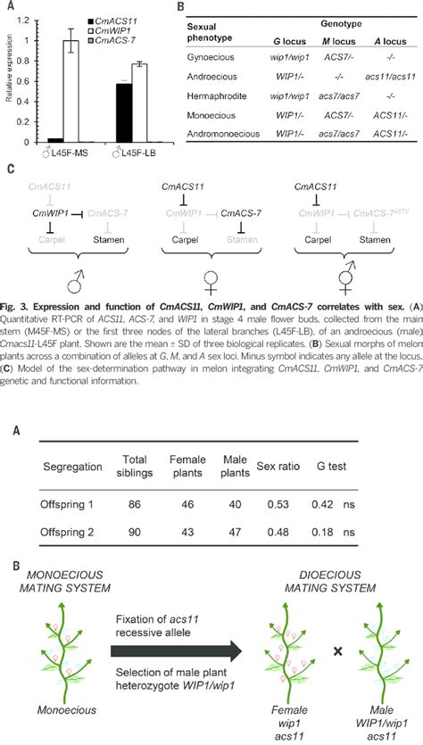 Engineering Dioecy From Monoecious Melon A Fixation Of Cmacs11
