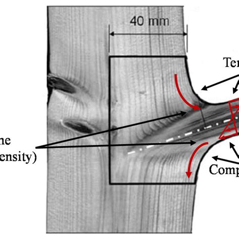 Forces And Stress Distribution Acting On A Branch Trunk Joint Modified