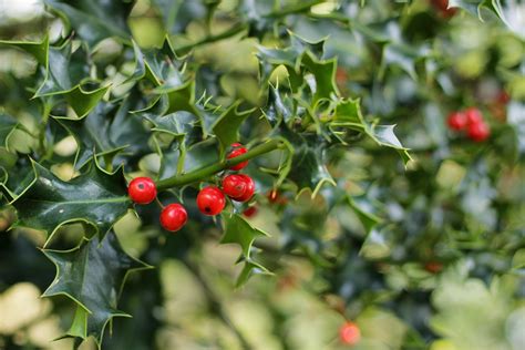 Mistletoe Fruits Tree Free Photo On Pixabay