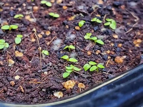 How To Grow Cardinal Flower From Seed Attract Hummingbirds Peace