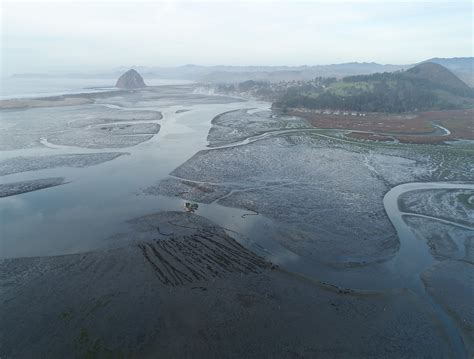 Morro Bay Eelgrass Loss May Be Causing Widespread Erosion California