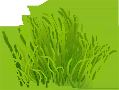 Plants Utricularia Graminifolia