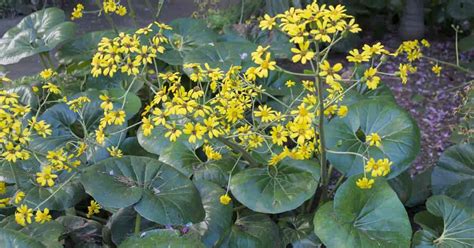 Farfugium Japonicum Care Tips Growing The Leopard Plant