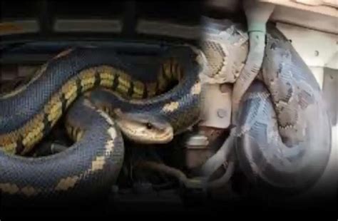 उत्तर प्रदेश से बिहार तक अजगर की 98 किलोमीटर की यात्रा सोशल मीडिया पर हो रहा वायरल Python S