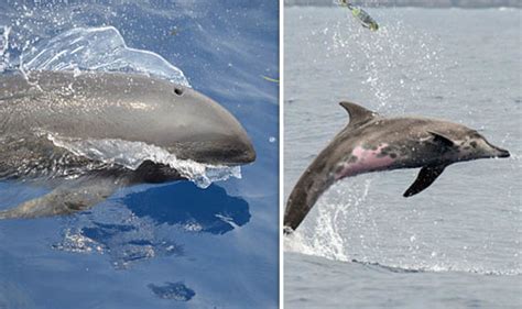 False Killer Whale Dolphin Hybrid