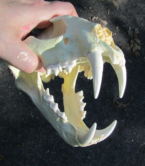 Clouded Leopard Teeth