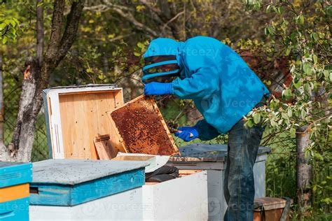 A Beekeeper Examines A Frame With Honey Bees A Beekeeper In An Apiary
