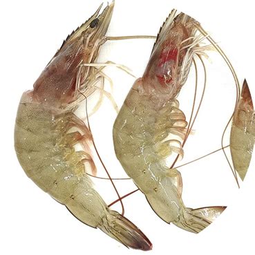 Shrimp Defects Roda International Group
