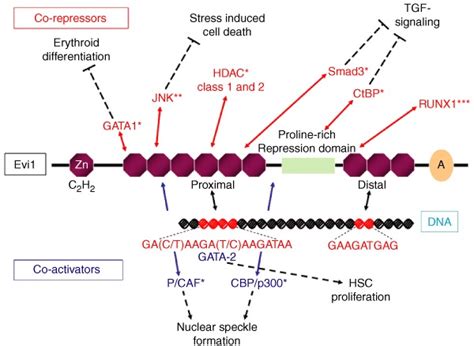 Evi1 Interacting Pathways Evi1 Is Composed Of 10 Zinc Fingers Of The Download Scientific