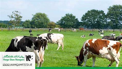 نکات مهم در خرید توکسین بایندر Hamgamfeedird8aad988 Flickr