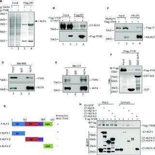Itih5 Inhibits The Growth And Migration Of Melanoma Cells In Vitro A