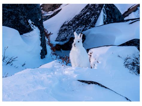 Do Rabbits Hibernate During The Winter · Hobby Farm Heaven