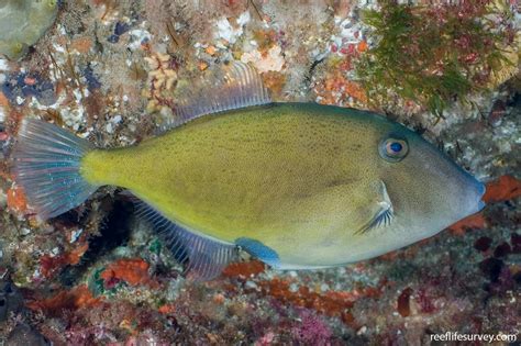 Thamnaconus Analis Darkvent Leatherjacket Reef Life Survey