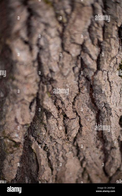 Tree Bark Macro Shooting Wood In Detail Natural Background Texture