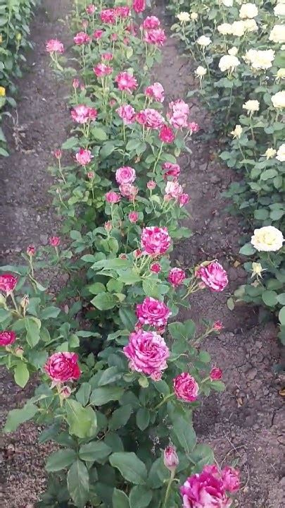 Свит Доломити Youtube