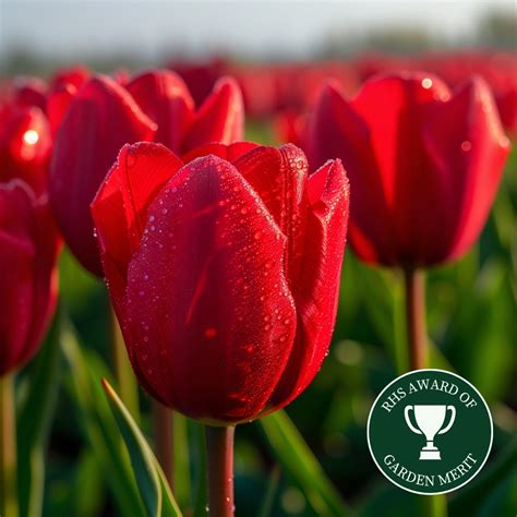 Tulip Red Impression Premier Seeds Direct
