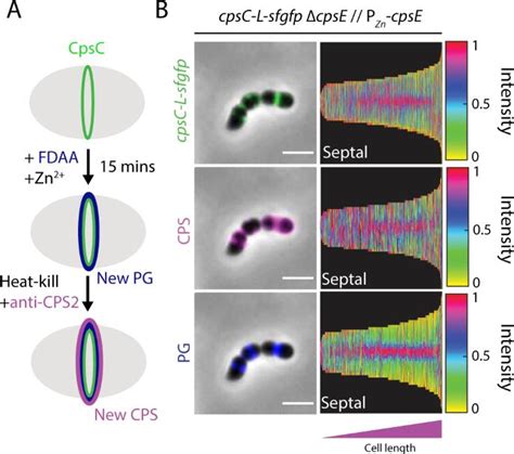 Rei Nakamoto On Linkedin The Divisome But Not The Elongasome Organizes