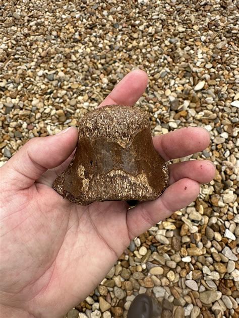 Possible Vertebrae R Fossilid