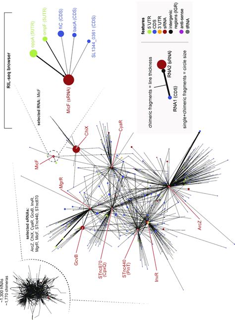 4 Visualization Of Ril Seq Data On The Online Browser Global Download Scientific Diagram