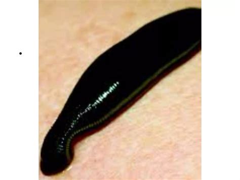 Species Of Annelids Ppt