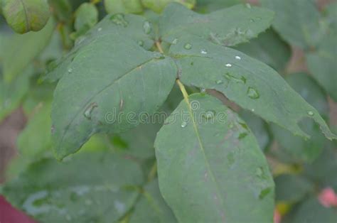 A Leaf Image The Nature Concept Photo Stock Image Image Of Sunlight