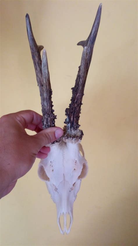 Parostki Kozła Rogi 67 Rakszawa Kup Teraz Na Allegro Lokalnie