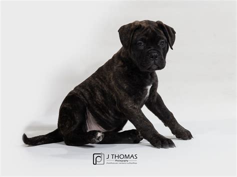 Black Bullmastiff Puppies