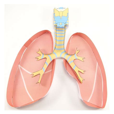 Lung Model Anatomy