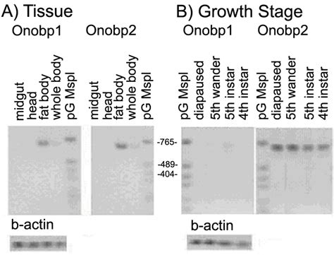 Reverse Transcriptase Rt Pcr Detection Of Ostrinia Nubilalis Download Scientific Diagram