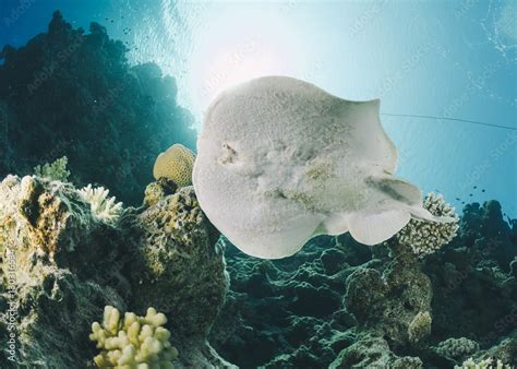 Leopard Torpedo Ray Electric Ray Torpedo Panthera Underside View Back Lit By The Sun Ras