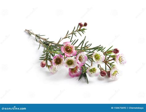Branch Of Tea Tree With Flowers On White Natural Essential Oil Stock Image Image Of Extract