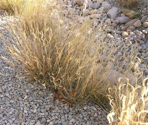 Blue Grama Grass In The Fall Plants Grass Fall
