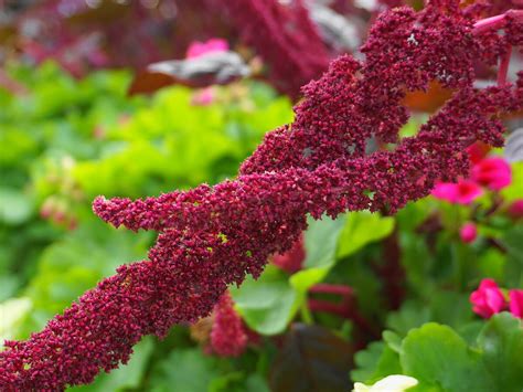 Broccoli Growing Problems And Solutions Harvest To Table